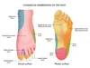 KI1 Acupoint Stimulation Targets Plantar Nerves for Enhanced ...