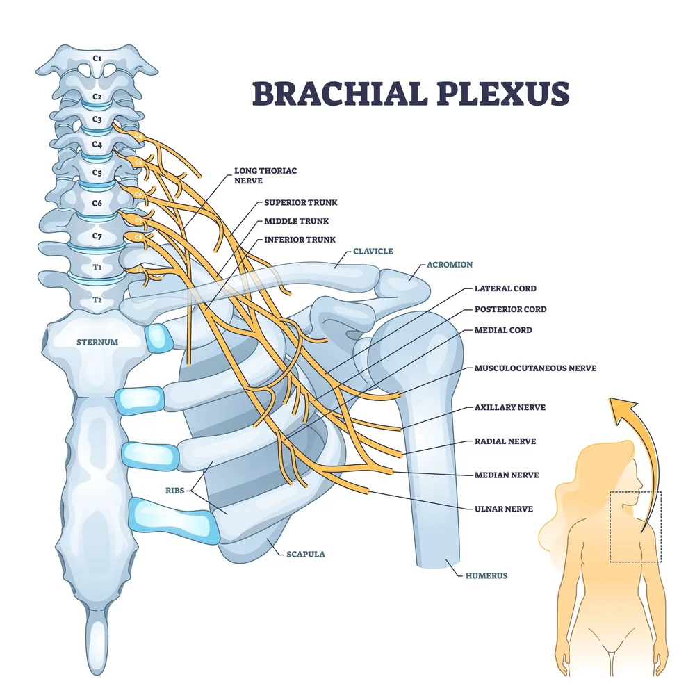 What is Pectoralis Minor Syndrome? — Morningside Acupuncture NYC
