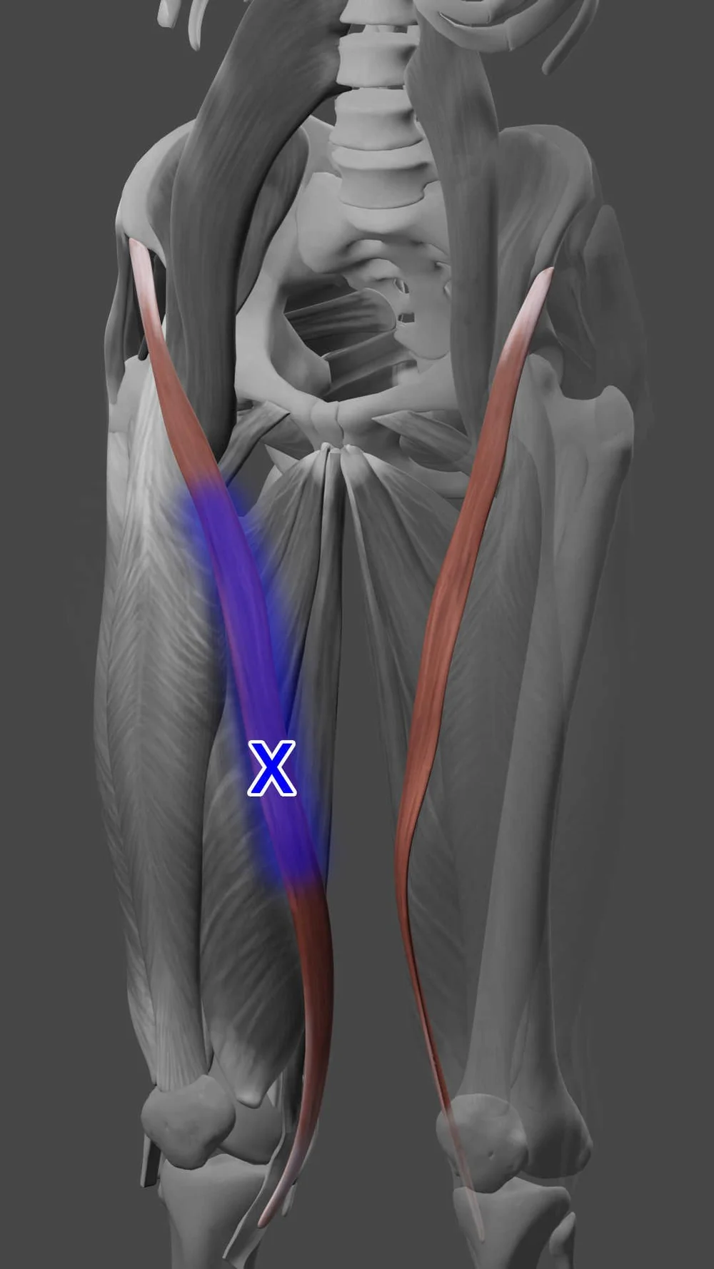 Acupuncture for Sartorius Muscle Pain — Morningside Acupuncture NYC