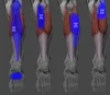 Gastrocnemius Trigger Points — Morningside Acupuncture NYC