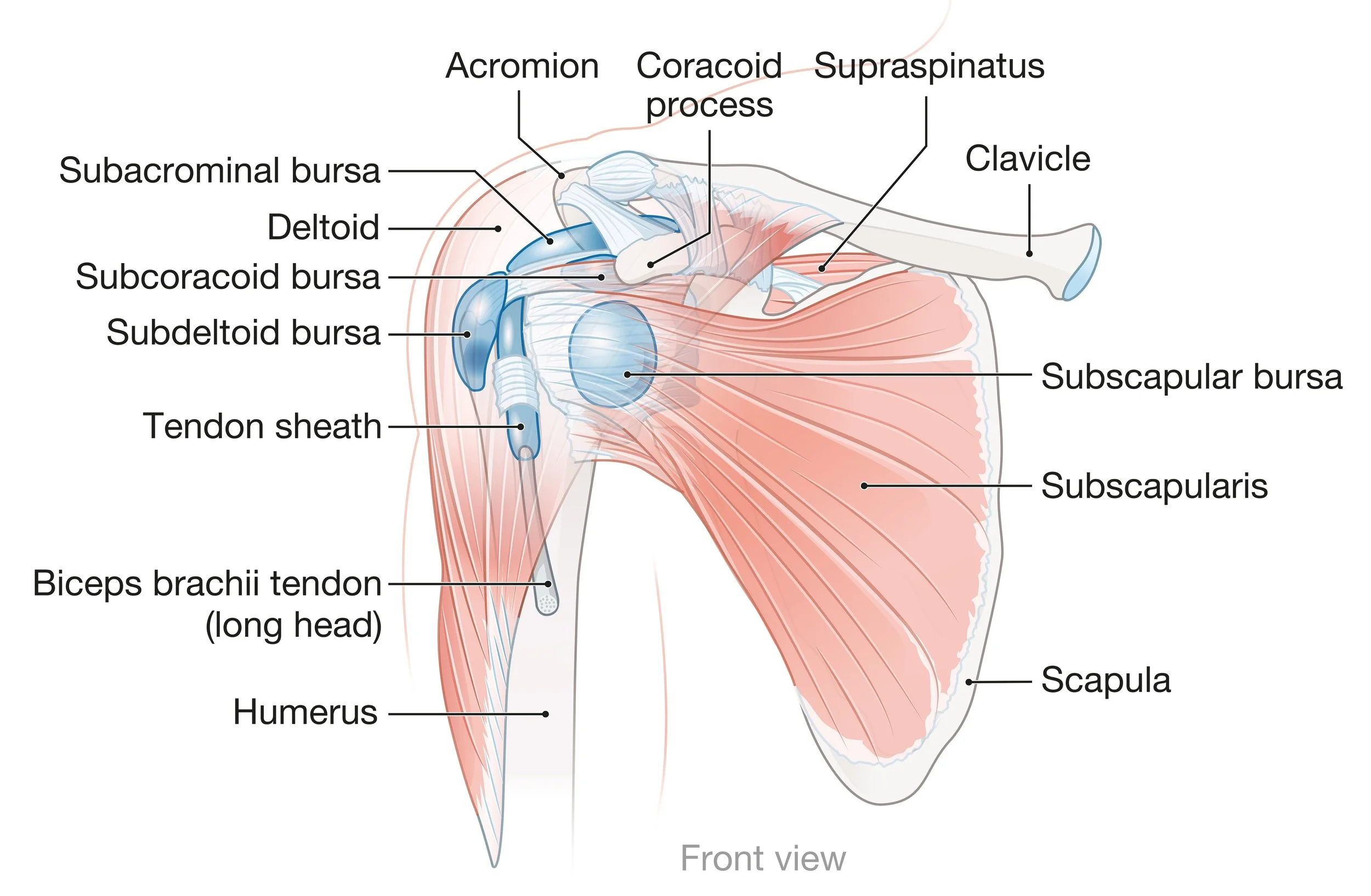 Acupuncture for Subscapularis Pain — Morningside Acupuncture NYC
