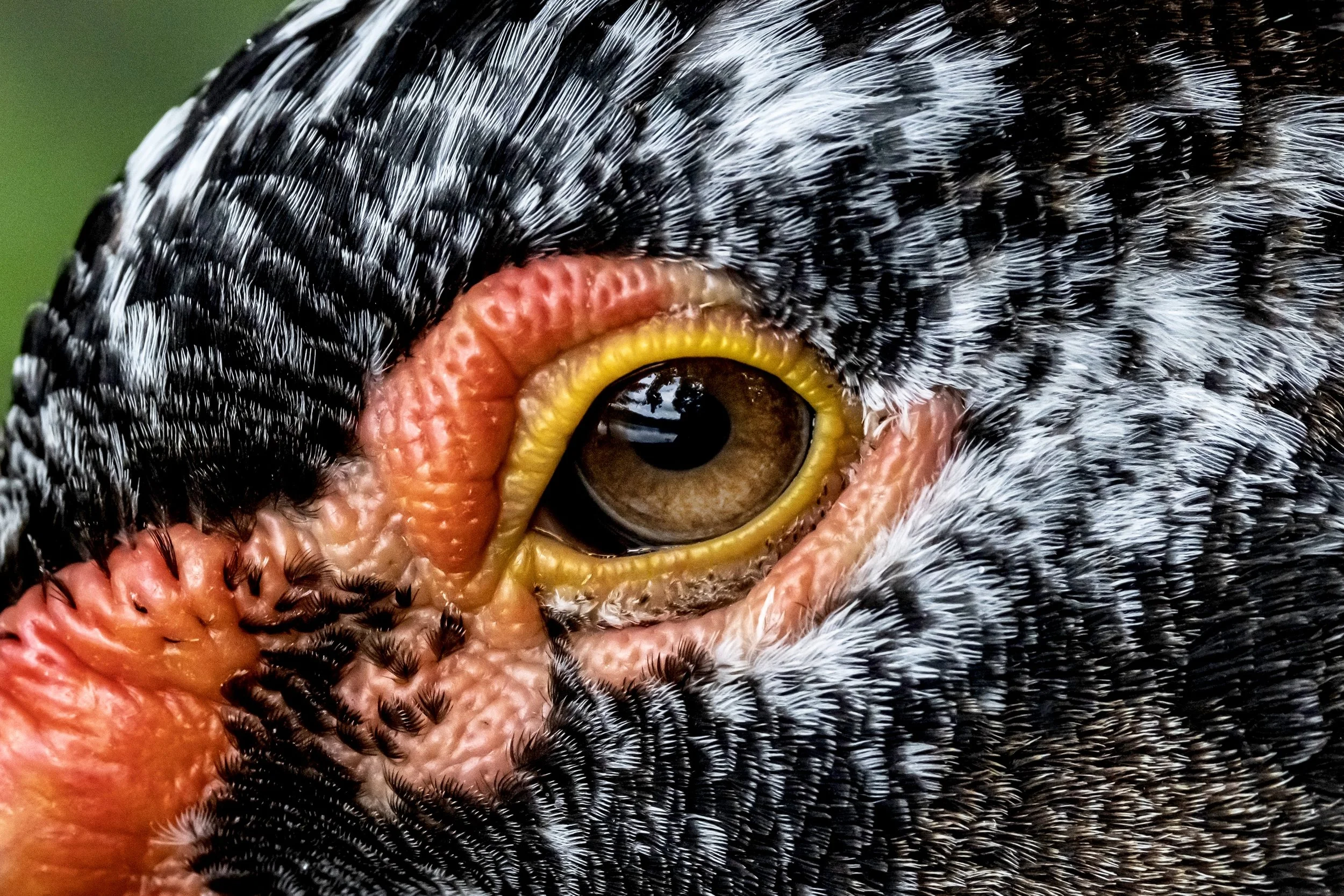 Animalia — WILL SHOTWELL PHOTOGRAPHY