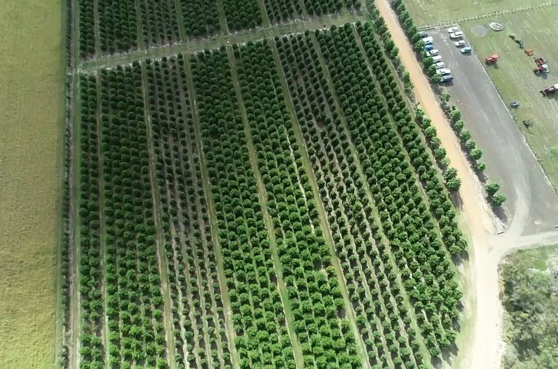 Our Story — Dandy Produce - It's Fine, It's Dandy