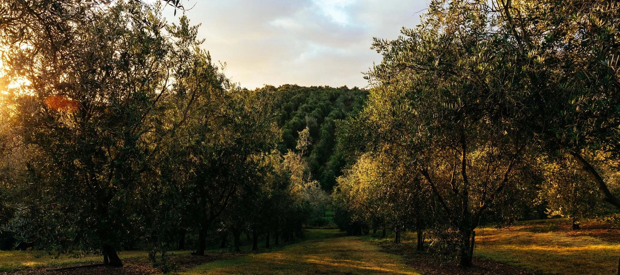 Bracu Estate