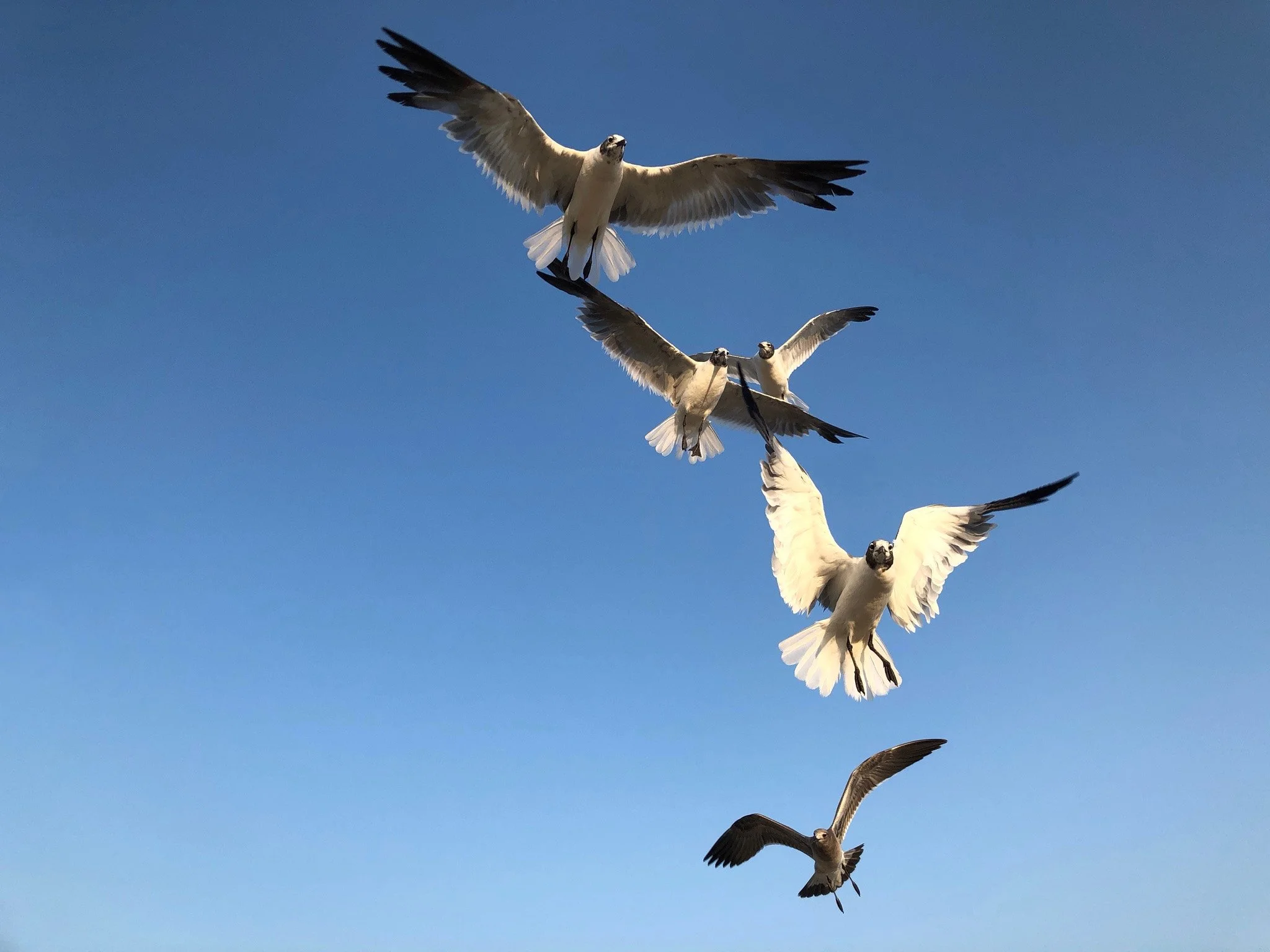 Birds — MARTINE BARRAT