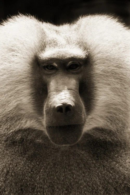 Animalia 1995–2001 — HENRY HORENSTEIN