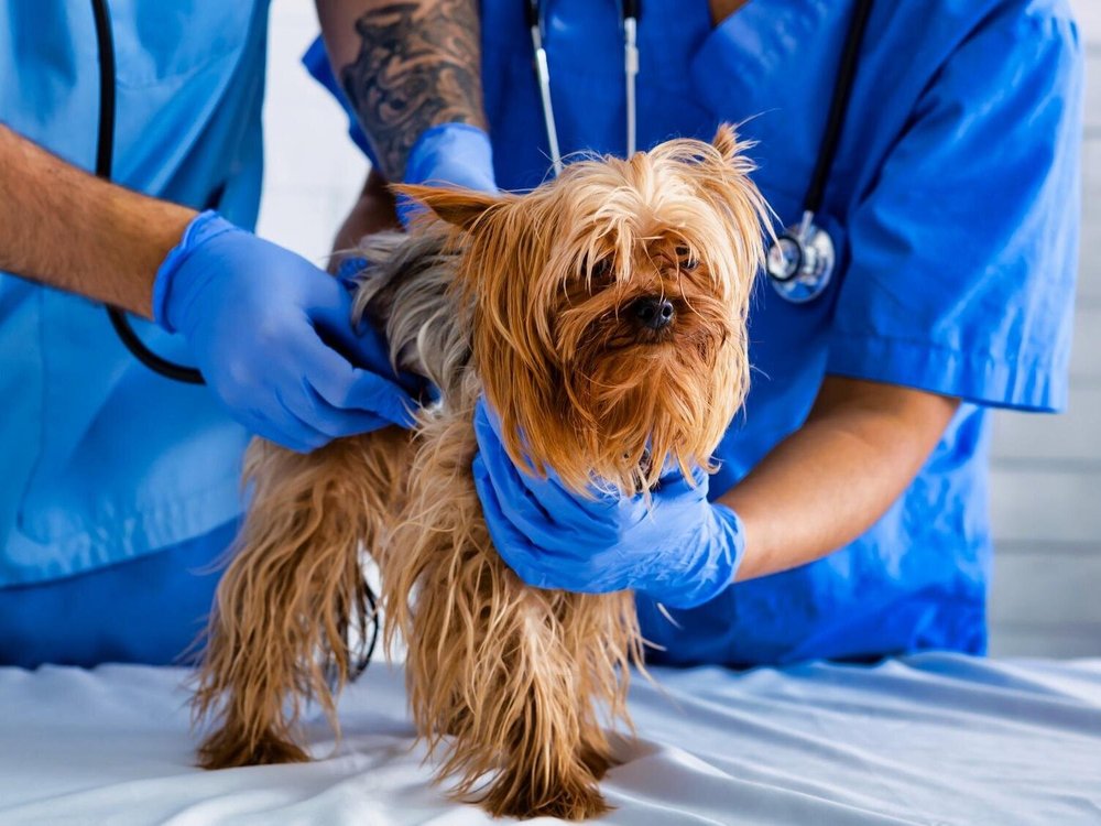 Goostrey Lane Vets