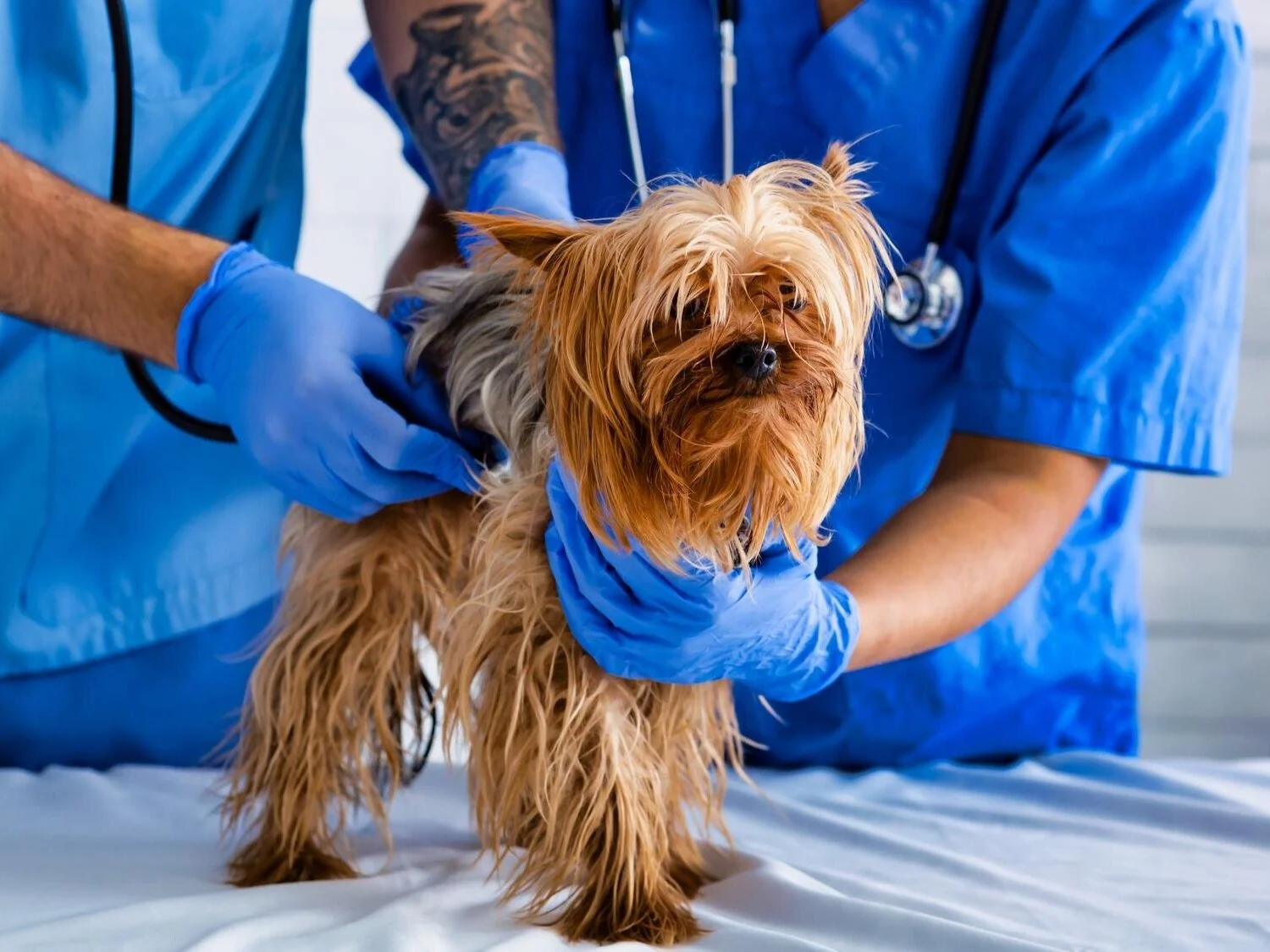 Goostrey Lane Vets