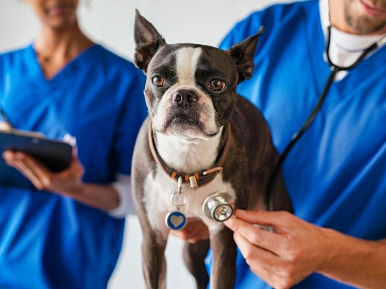 Goostrey Lane Vets