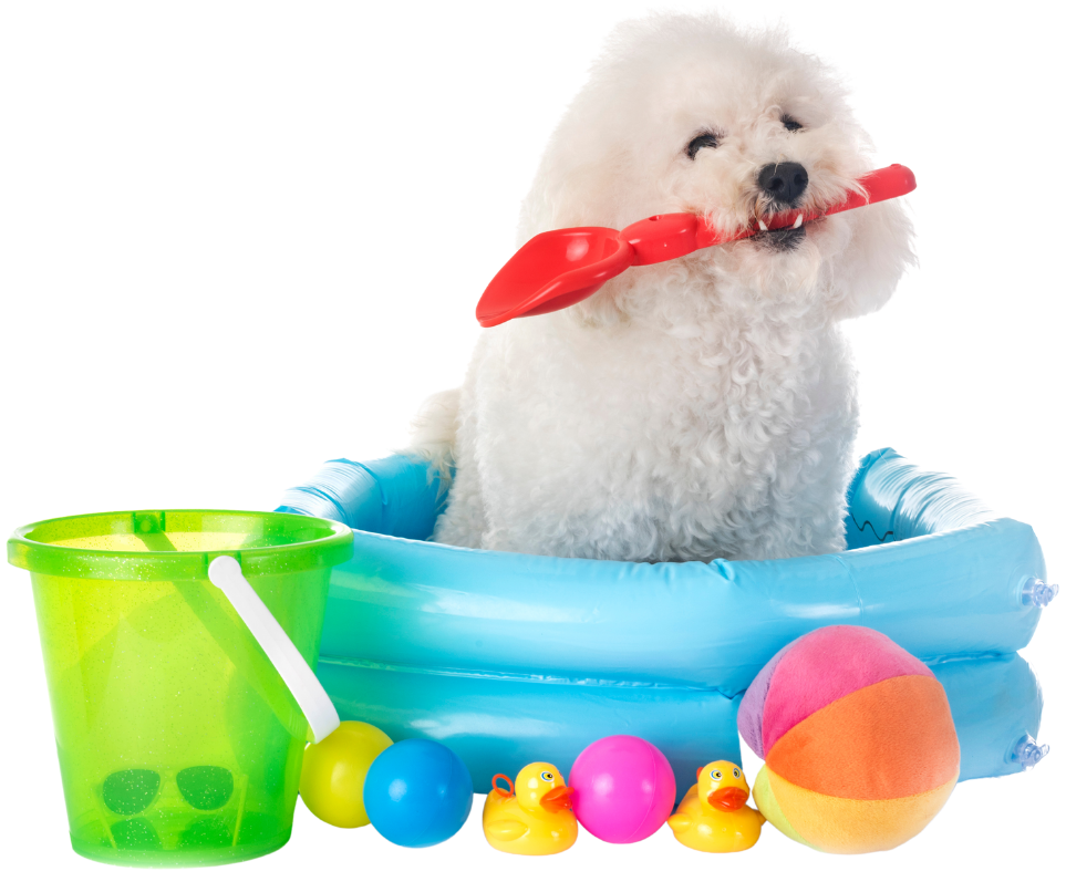A Guide To Prevent Heatstroke In Your Pet — Goostrey Lane Vets