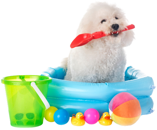 A Guide To Prevent Heatstroke In Your Pet — Goostrey Lane Vets