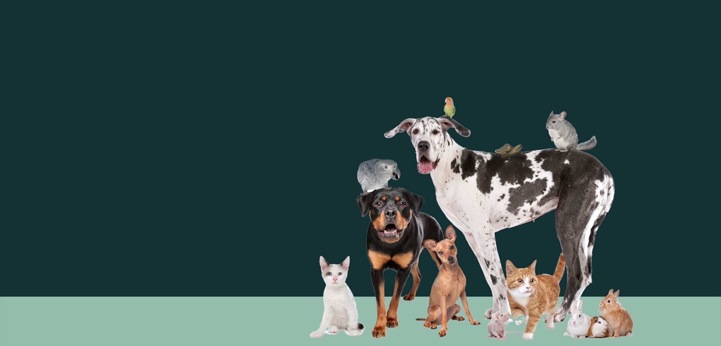 Register Your Pet | Register Today, Stay Informed — Goostrey Lane Vets