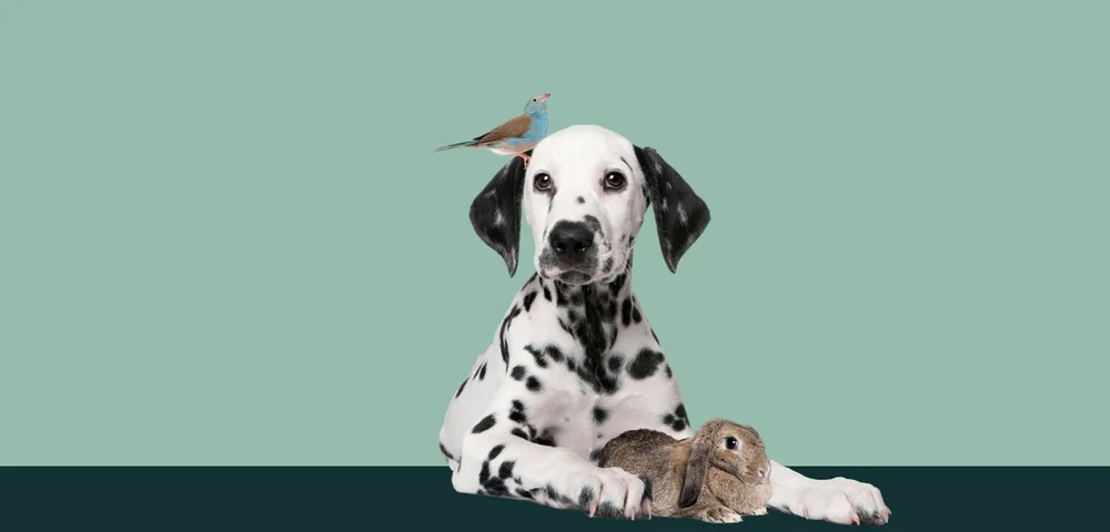 Privacy Policy | Stay Informed Today — Goostrey Lane Vets