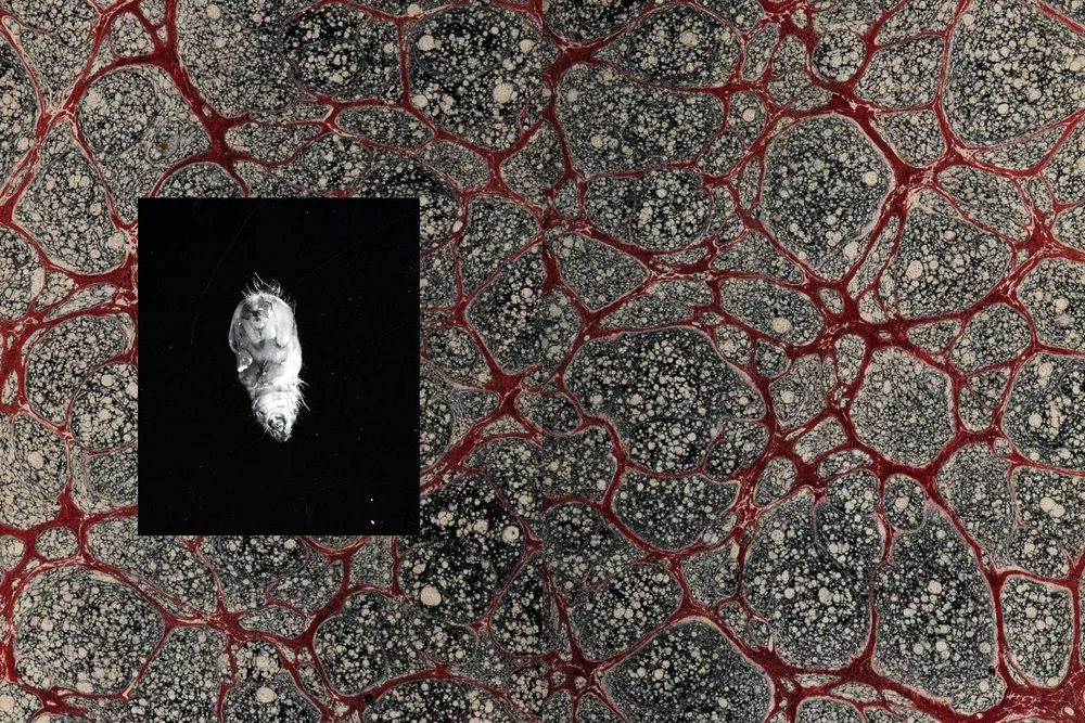 ilaria sagaria - see-zeen