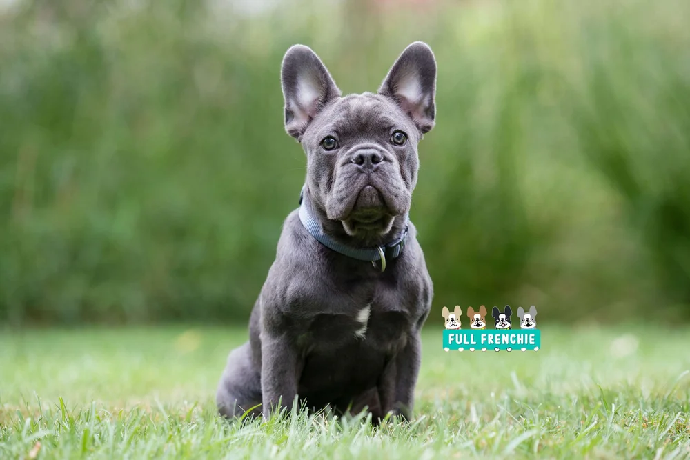 Blue French Bulldogs