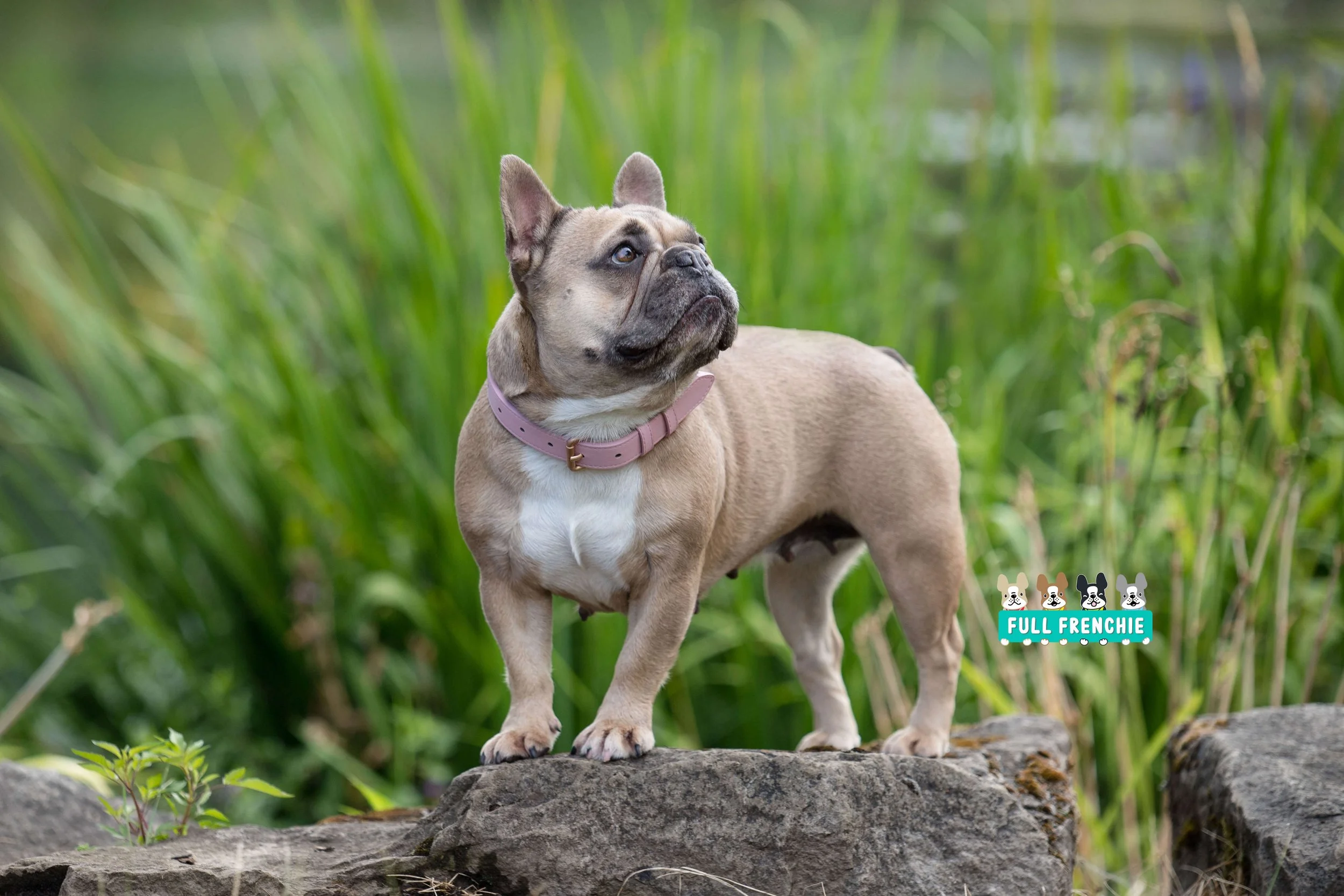 Full Frenchie - Raising Premium French Bulldogs