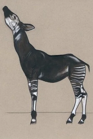 Okapi Art