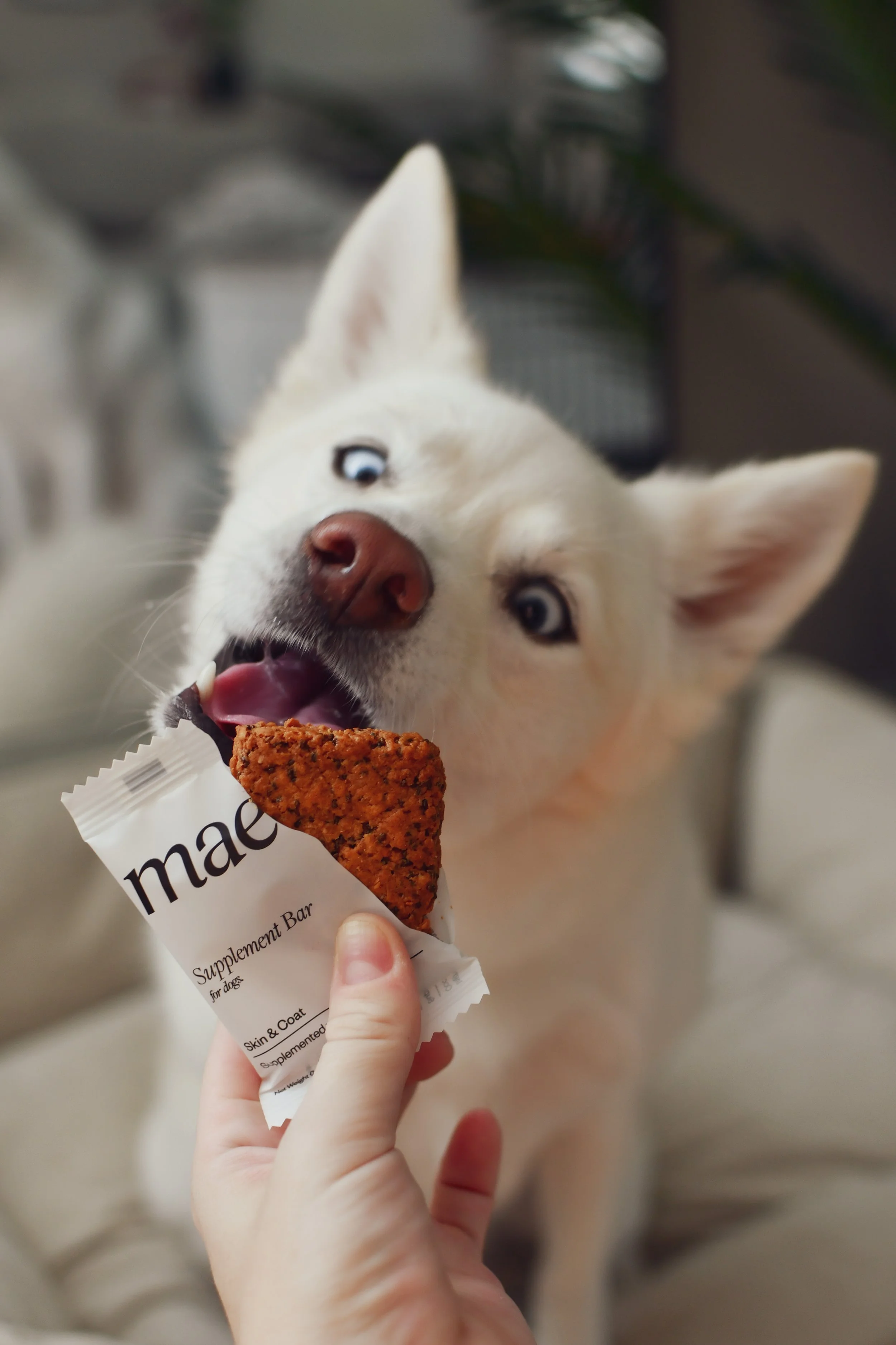 Meet Maev’s September Dog(s) of the Month — Maev