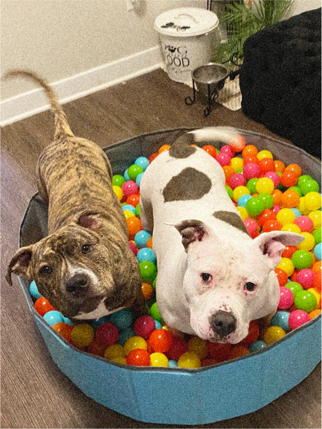 Meet Maev’s December Dogs of the Month — Maev