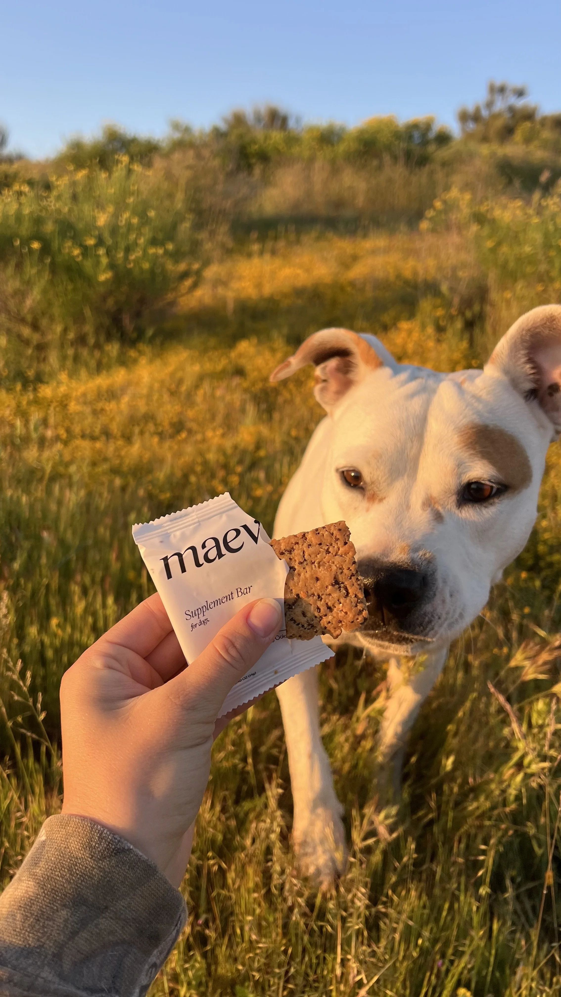 Meet Maev’s August Dog of the Month — Maev