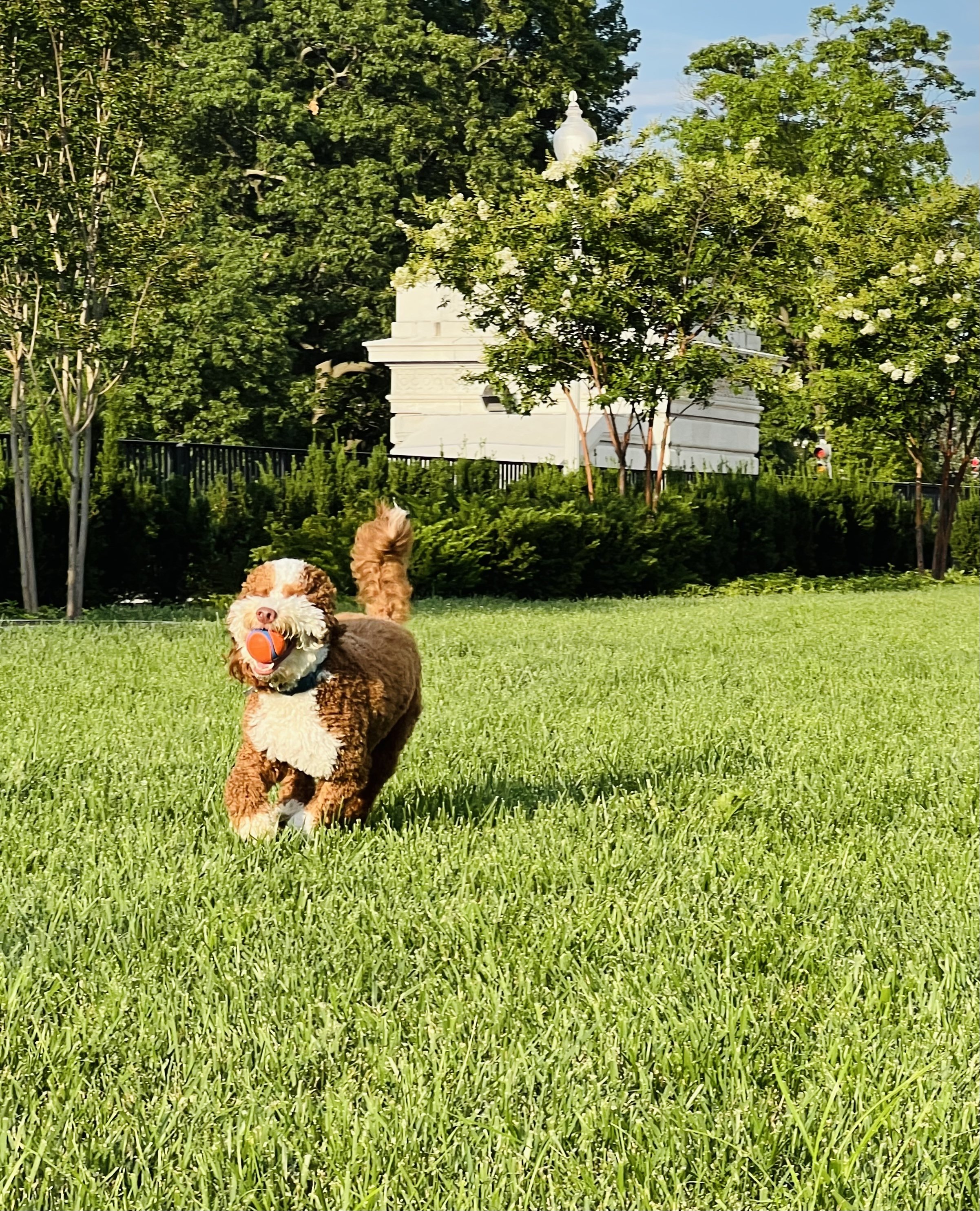 Meet Maev’s October Dog of the Month — Maev