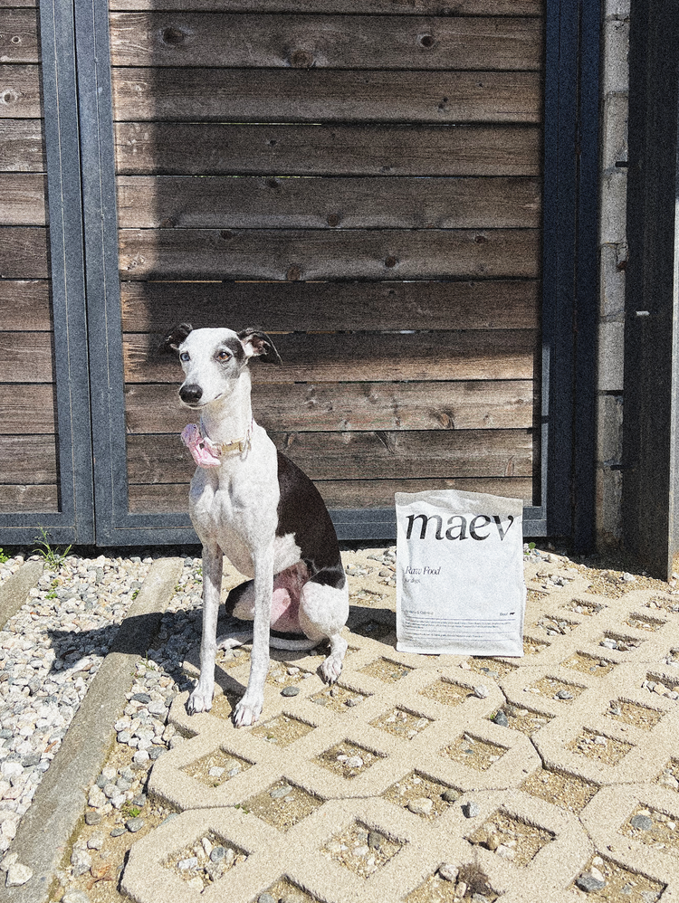 Meet Maev’s April Dog of the Month — Maev