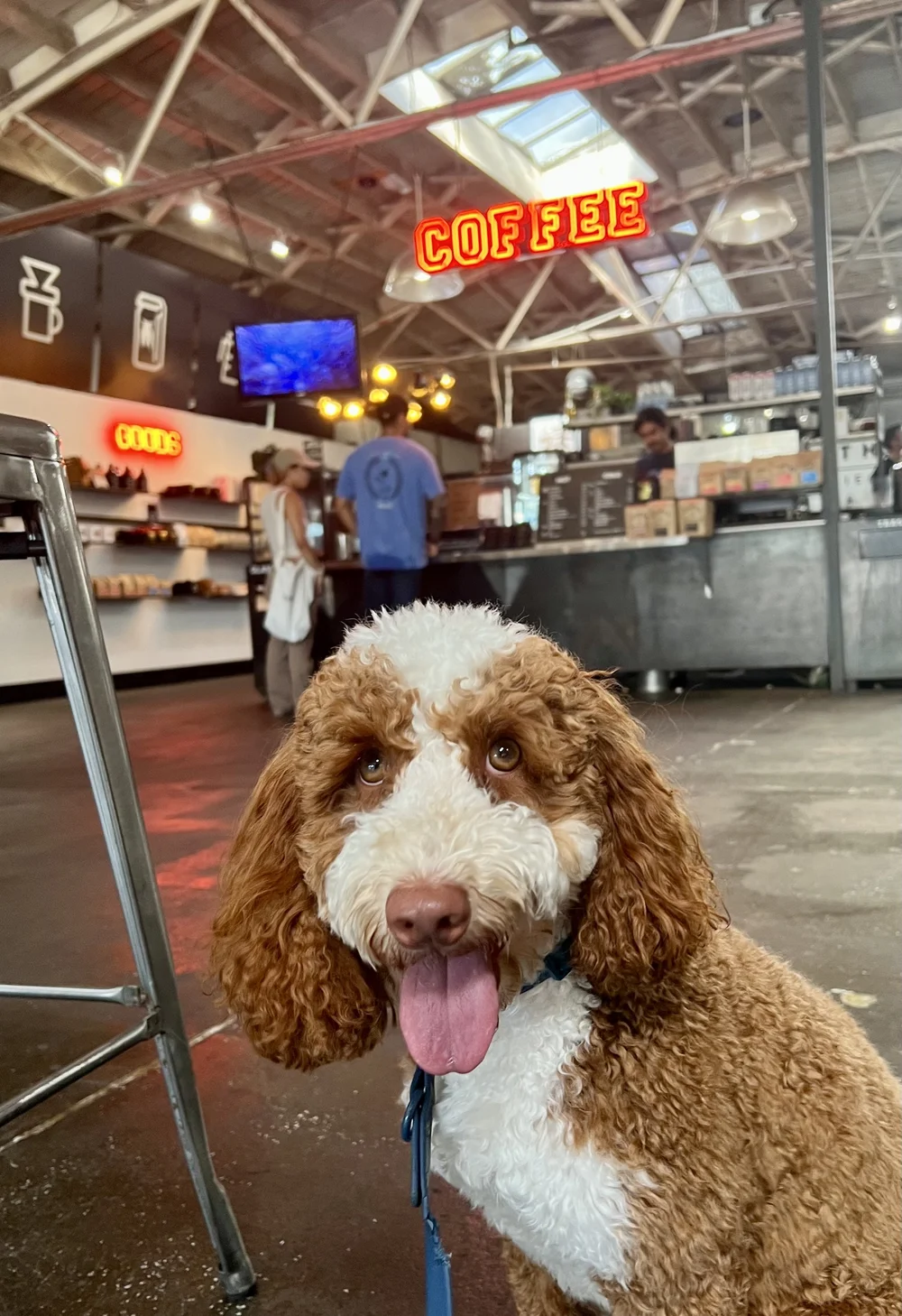 Meet Maev’s October Dog of the Month — Maev