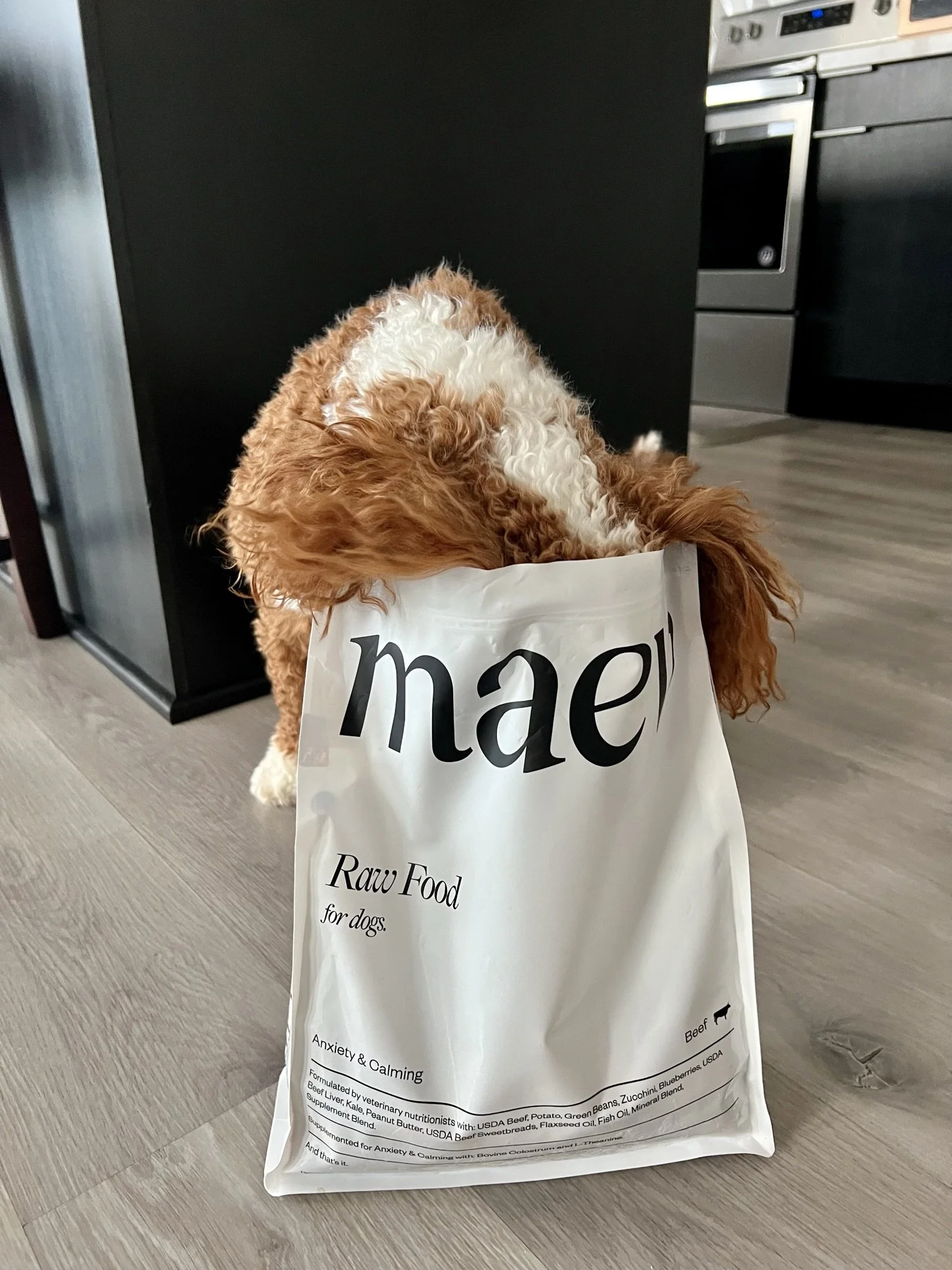 Meet Maev’s October Dog of the Month — Maev