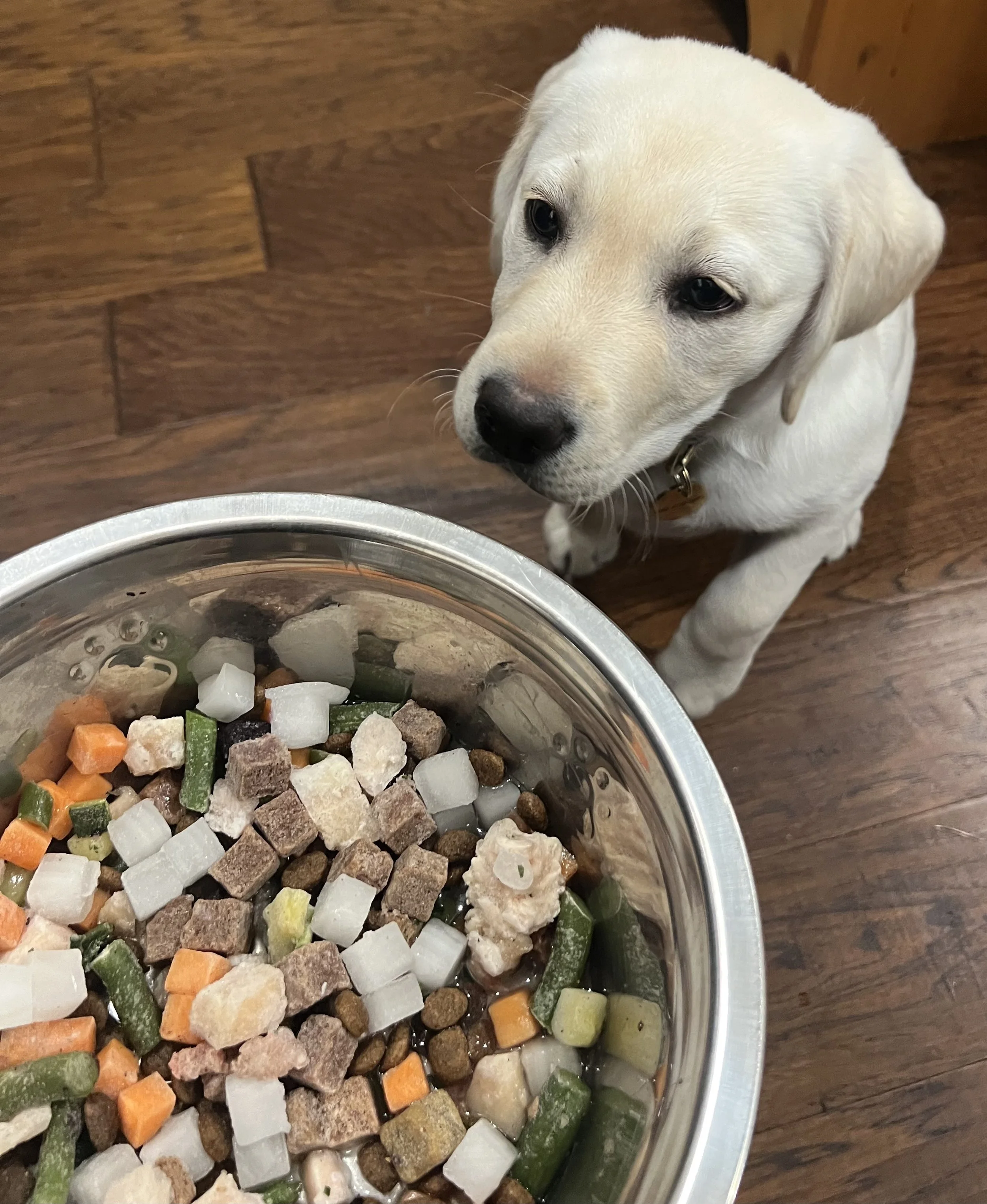 Meet Maev’s January Dog of the Month — Maev