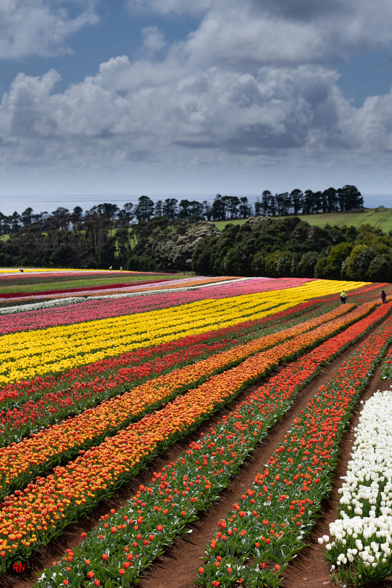 Tiptoes in the tulips — Roger Nichols' Photos and Other Stuff