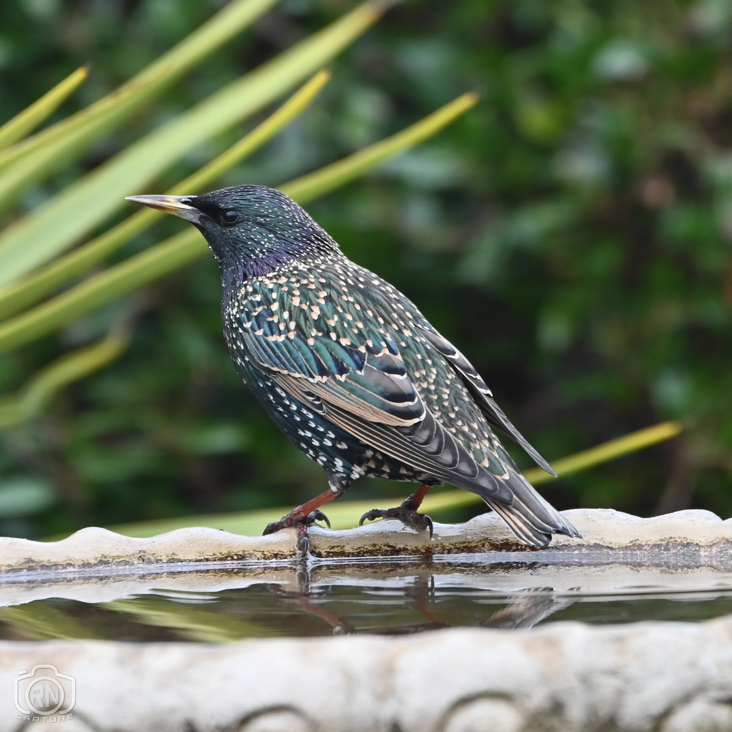 Gallery 3 — Roger Nichols' Photos and Other Stuff