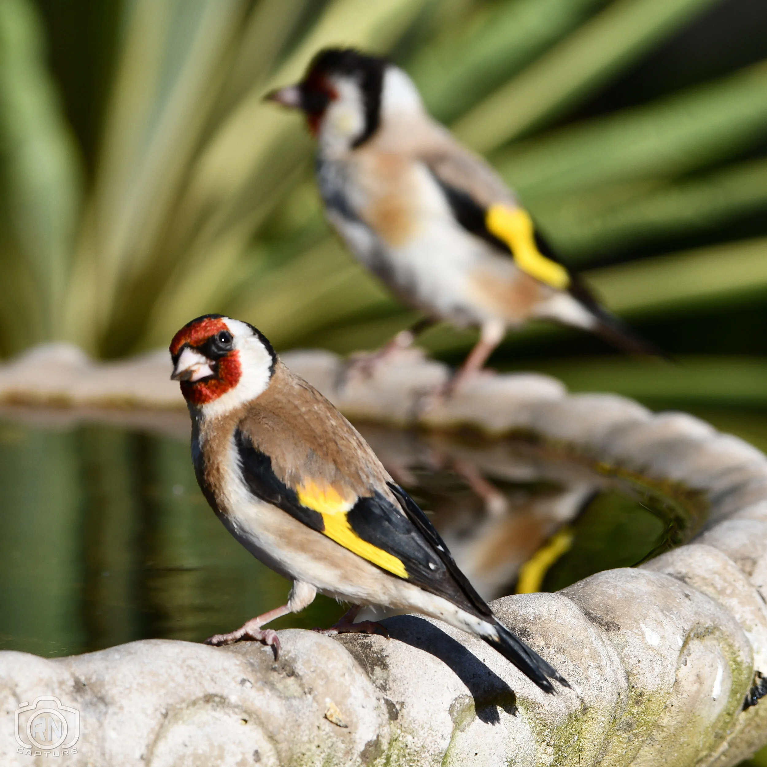 Gallery 3 — Roger Nichols' Photos and Other Stuff