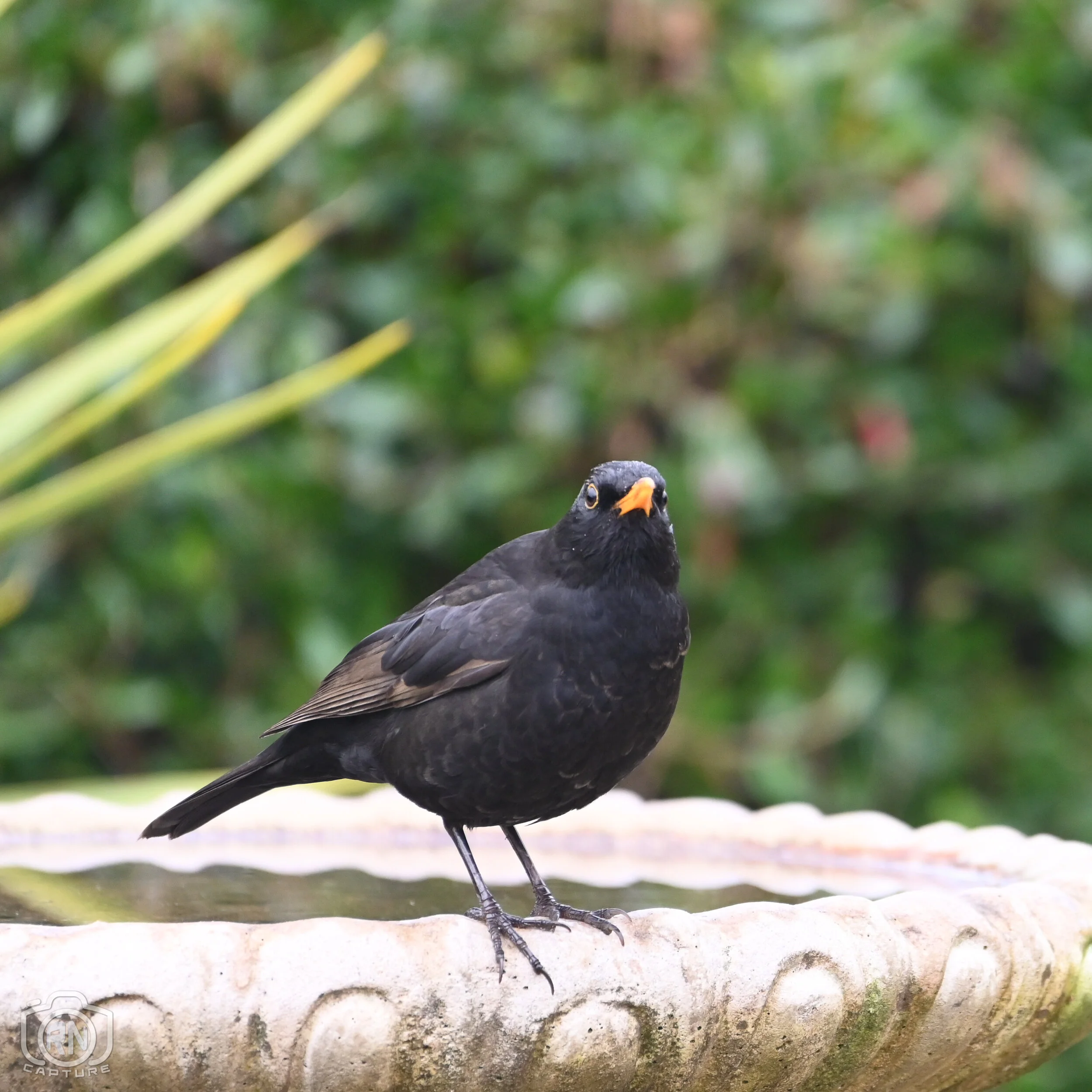 Gallery 3 — Roger Nichols' Photos and Other Stuff