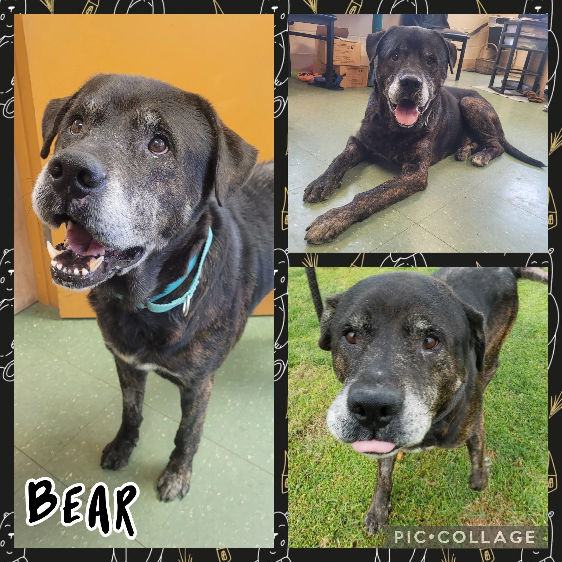 Seniors — McKean County SPCA