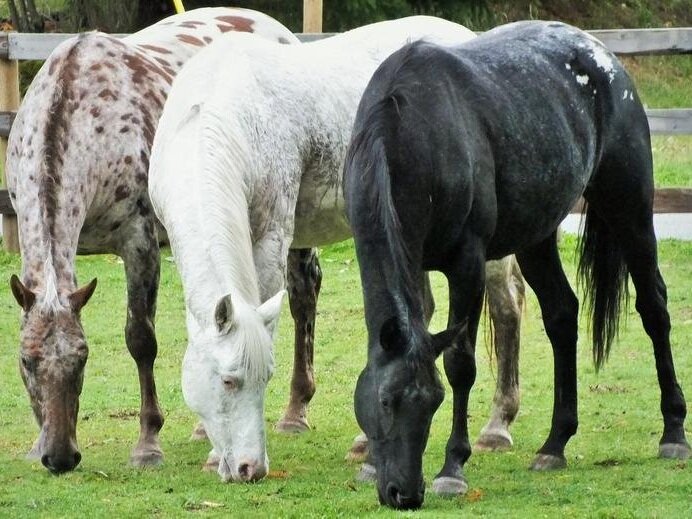 Second Chance Cheekye Ranch