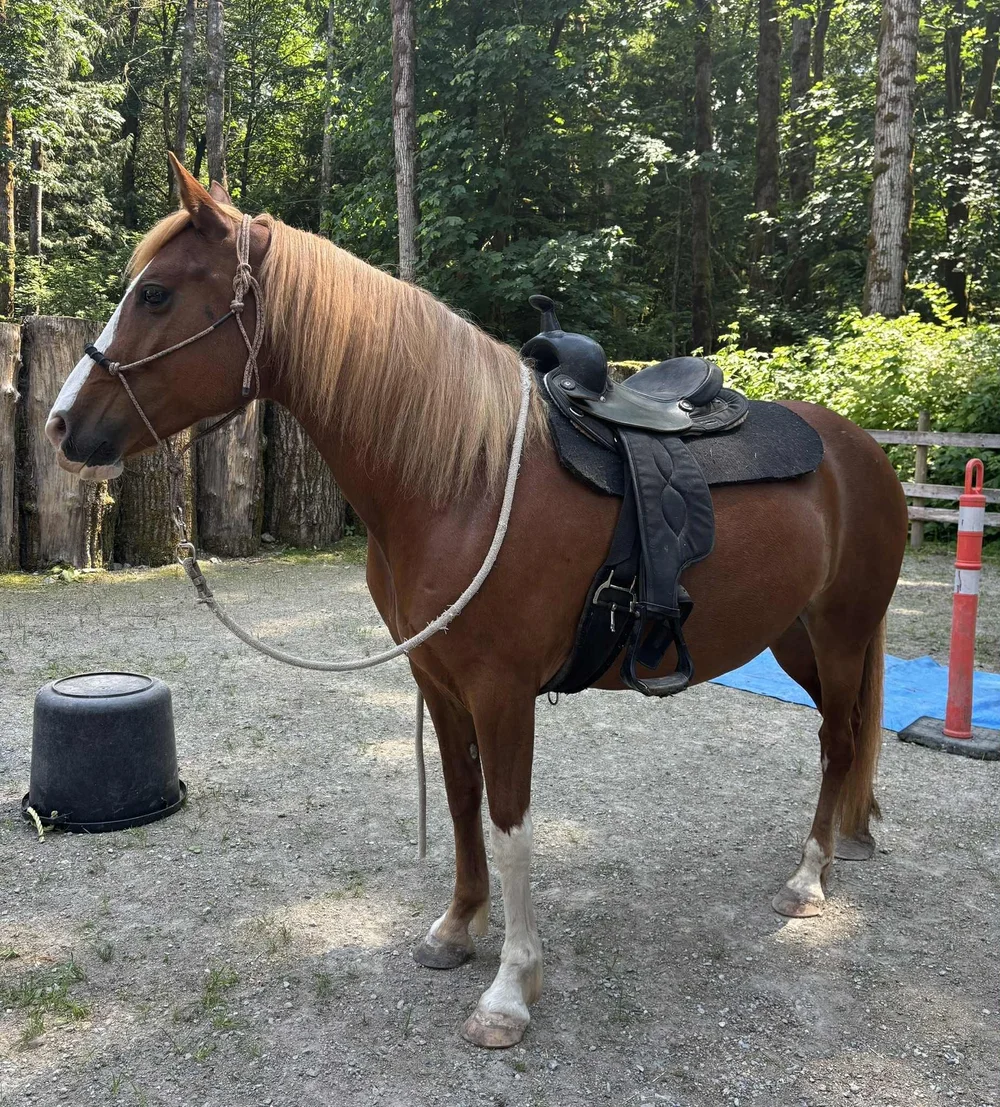 Kaylee — Second Chance Cheekye Ranch