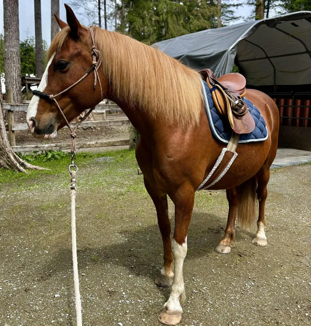 Kaylee — Second Chance Cheekye Ranch