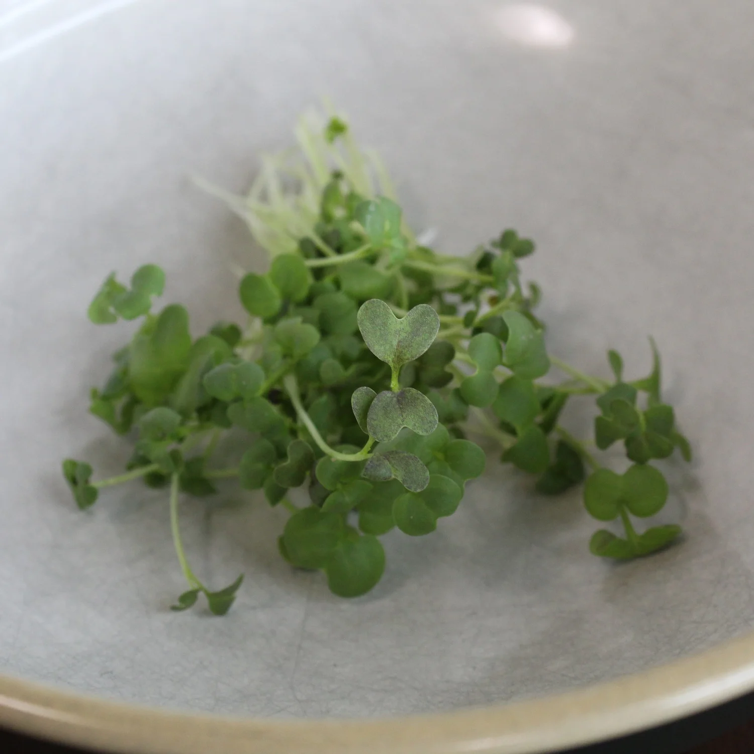 Explore Our Microgreens Selection - London, Ontario — Local Sustainable ...