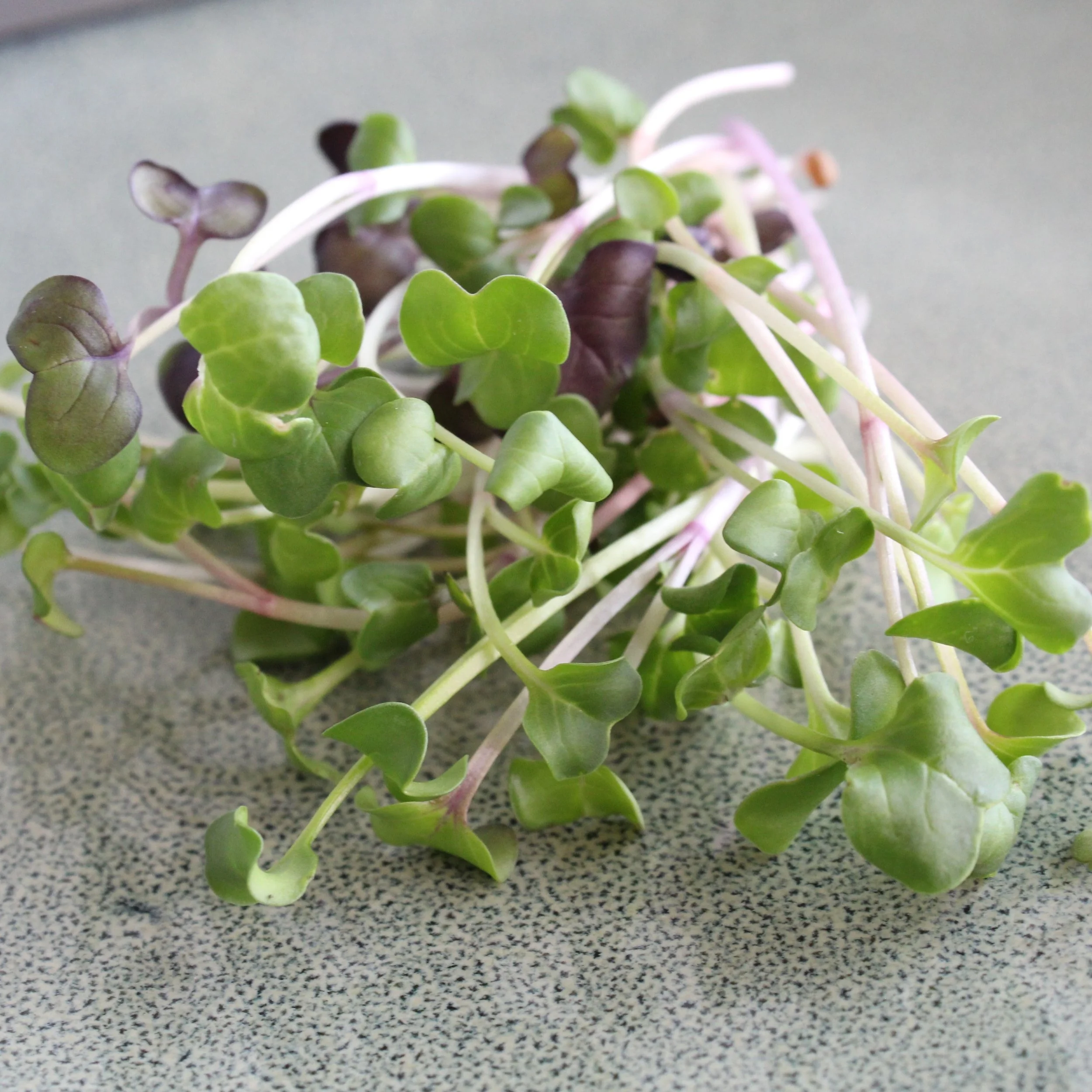 Explore Our Microgreens Selection - London, Ontario — Local Sustainable ...