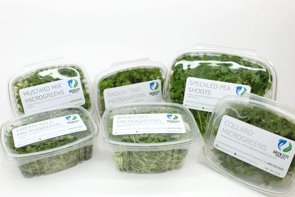 Sustainable Microgreens Grown in London Ontario