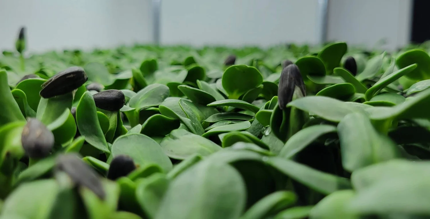 Sustainable Microgreens Grown in London Ontario
