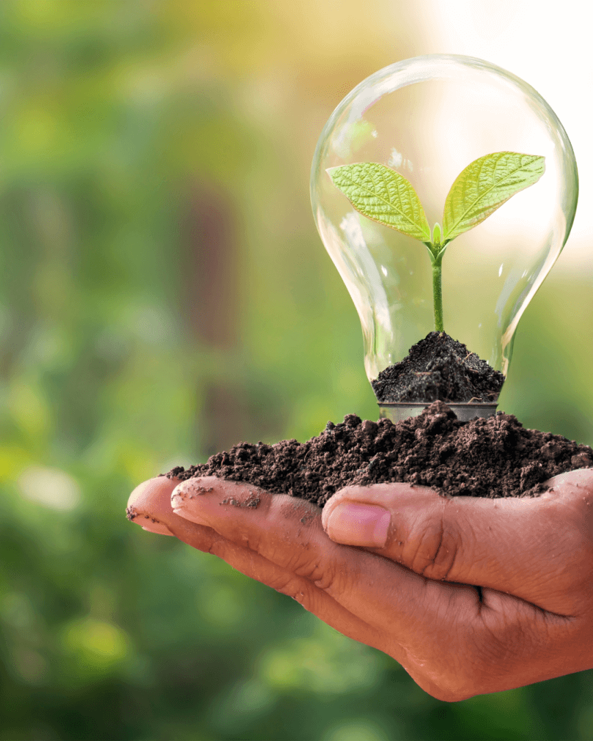 Sustainable Microgreens Grown in London Ontario