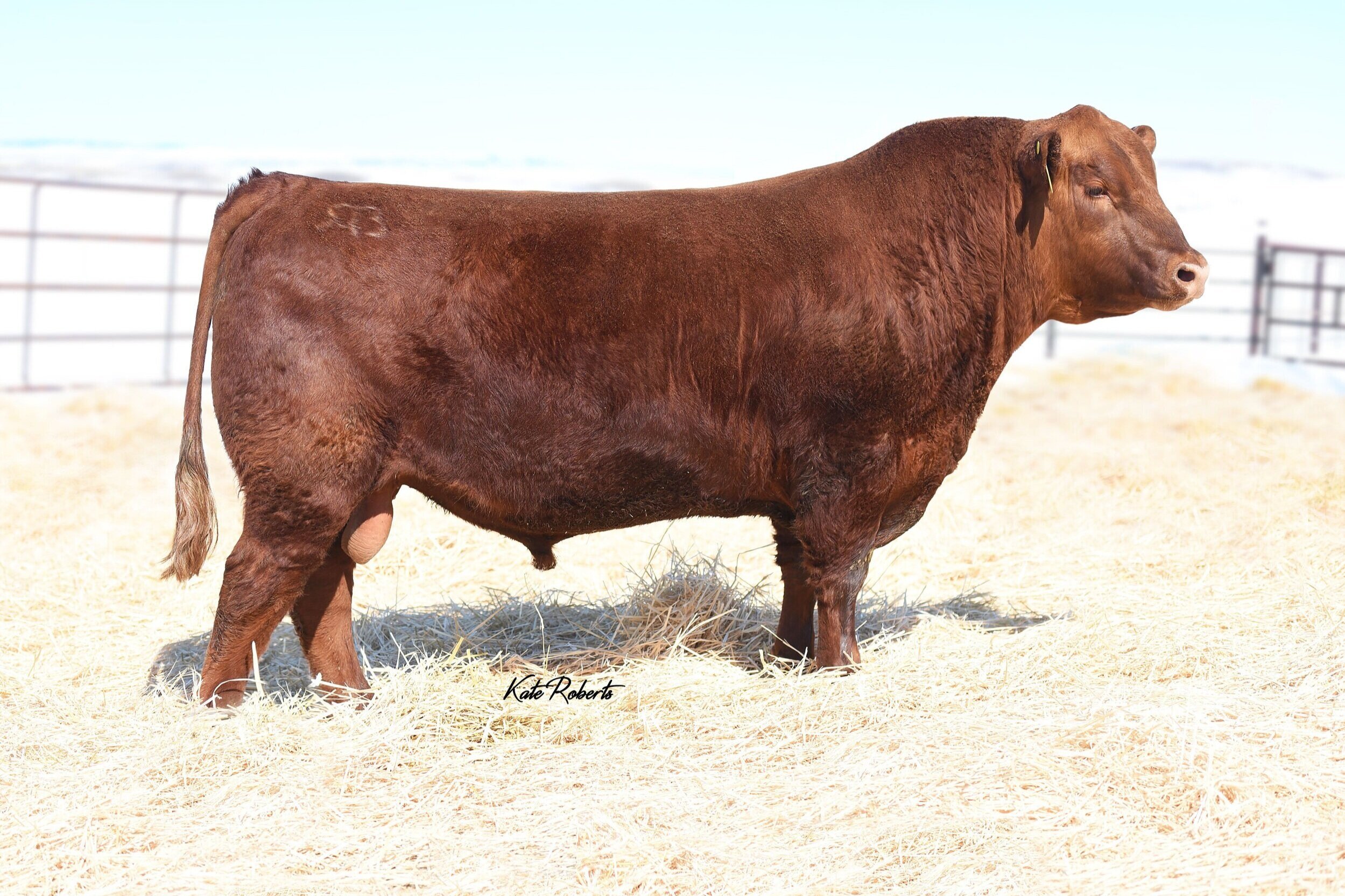 Herd Sires — JYJ Red Angus