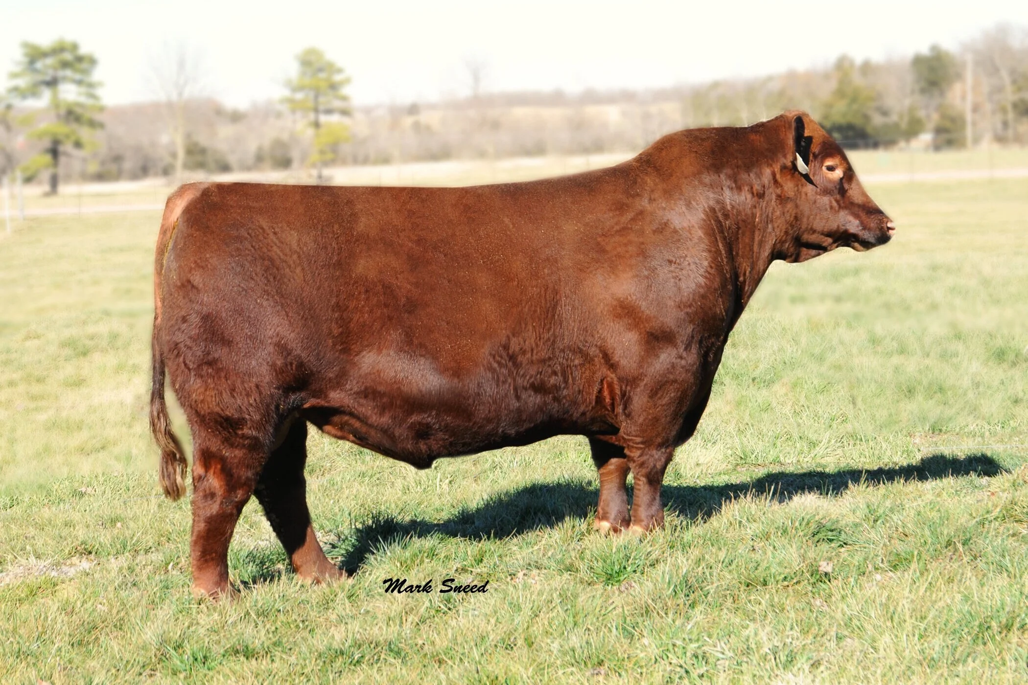 Herd Sires — JYJ Red Angus