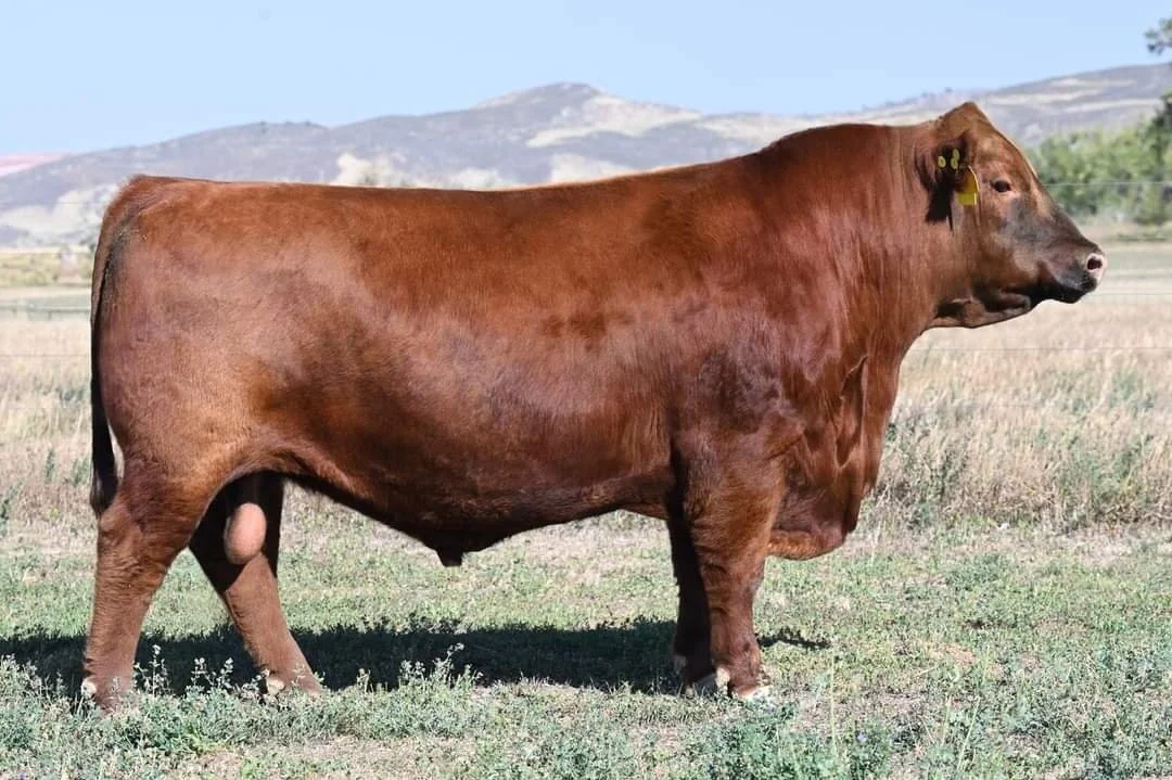Herd Sires — JYJ Red Angus