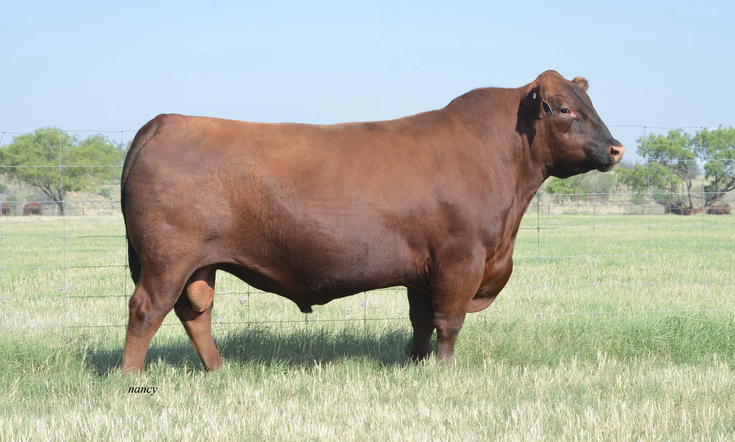 Herd Sires — JYJ Red Angus