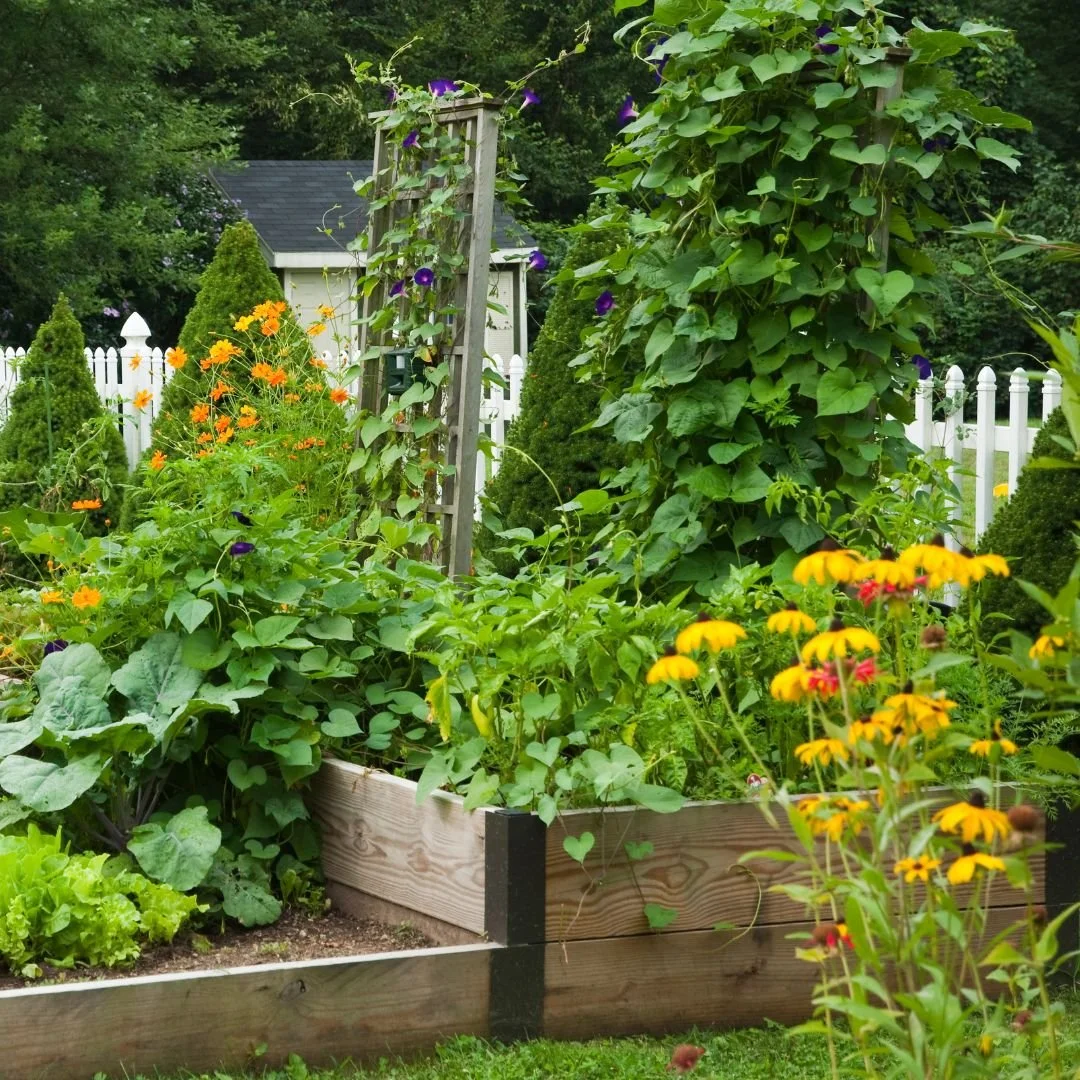 Discover how native plant borders create natural pest defense systems ...