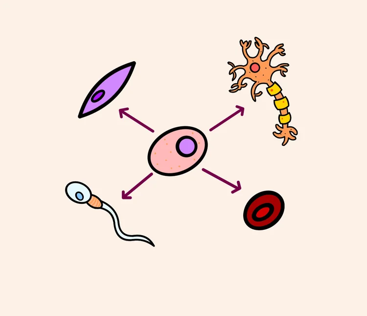 Get the Grade - National 5 Biology - Multicellular Organisms | National ...