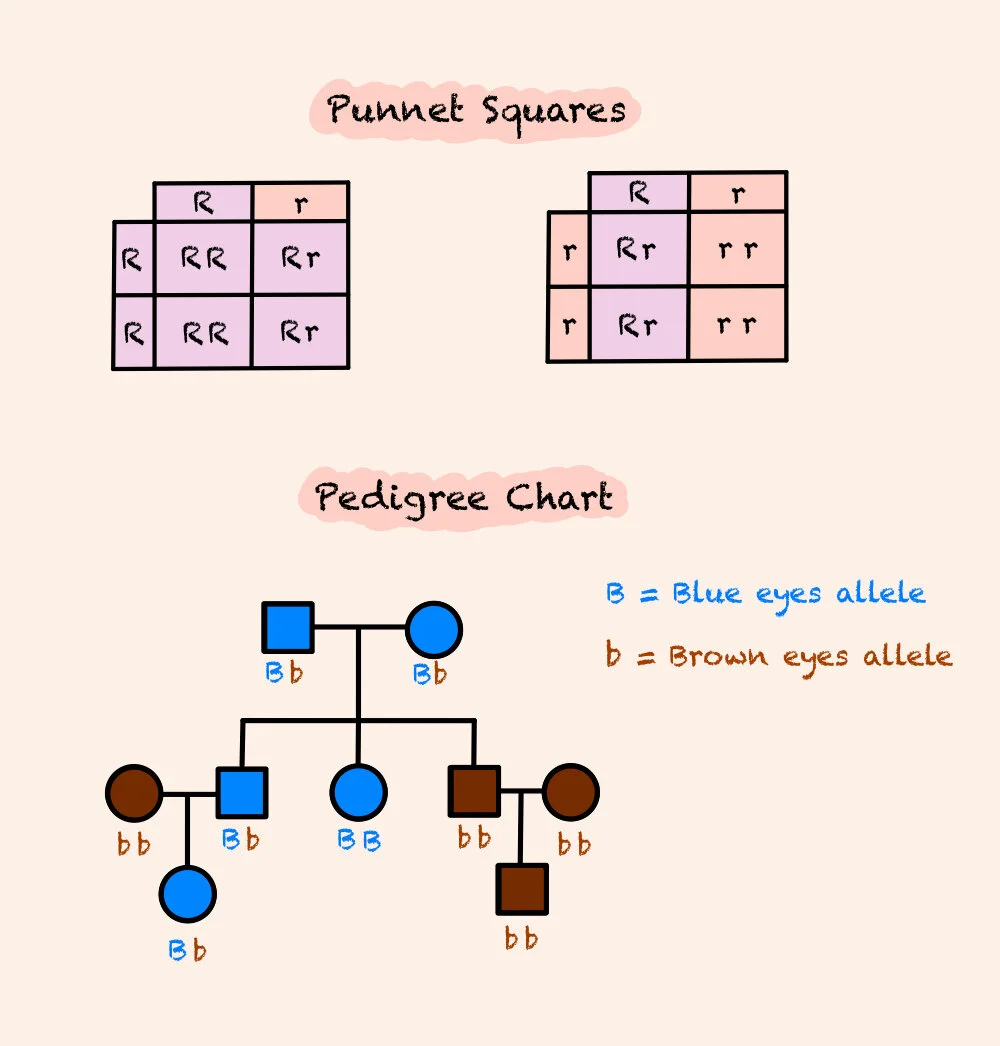 Get the Grade - National 5 Biology - Variation and Inheritance ...
