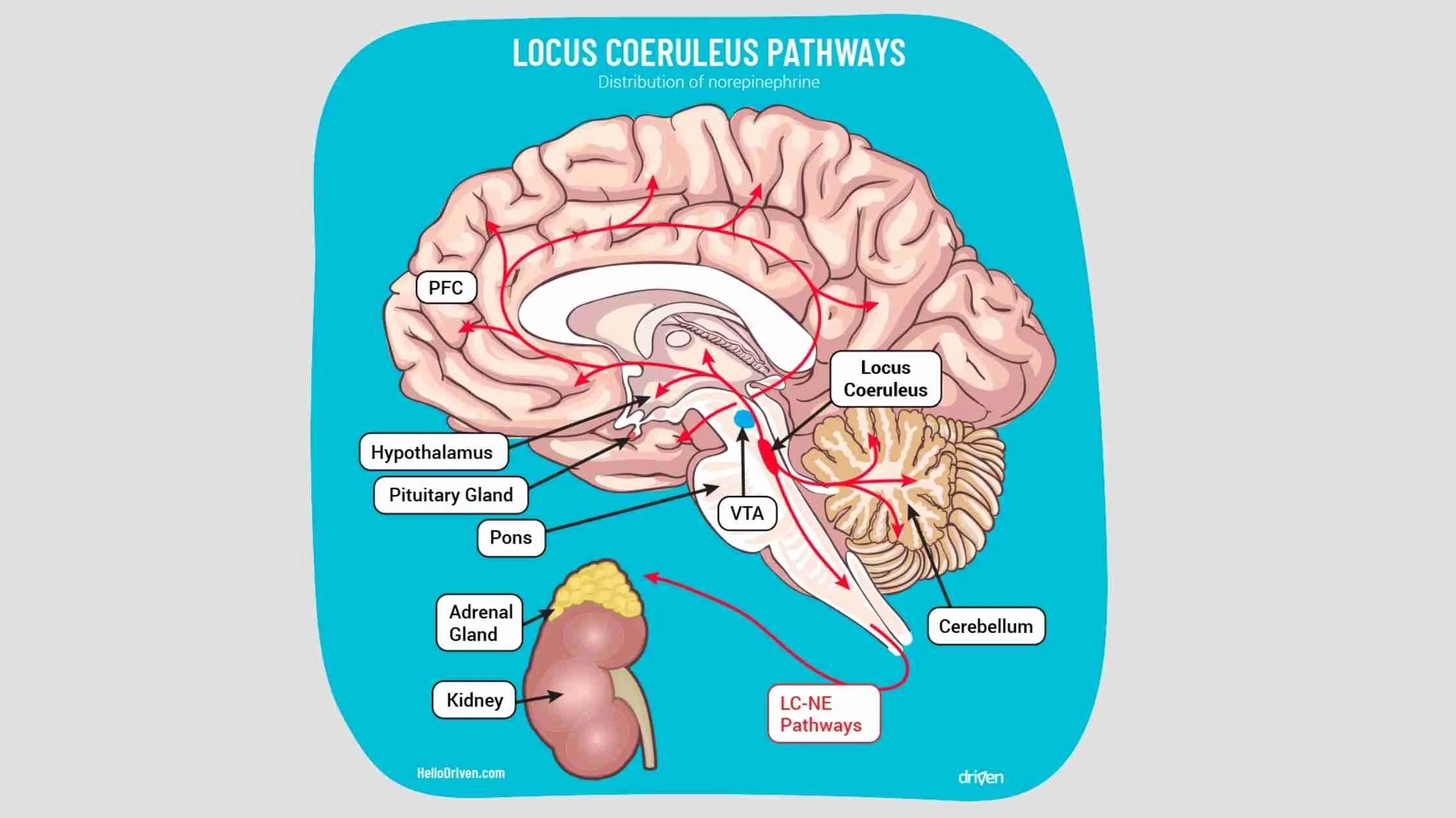 Norepinephrine In The Brain